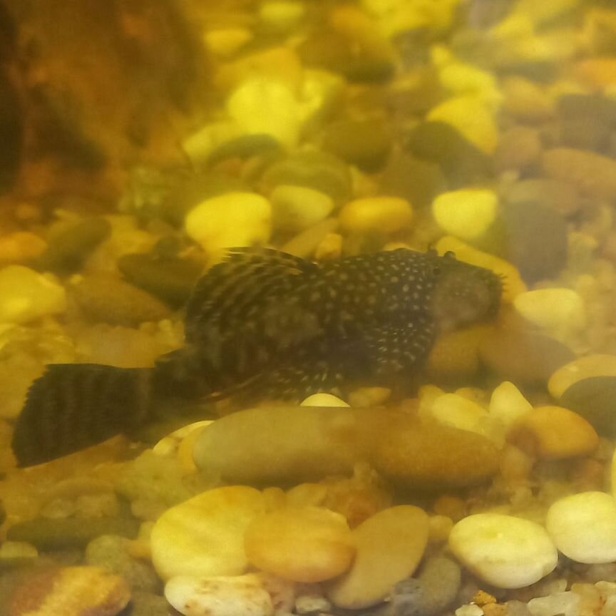 Сомик анциструс