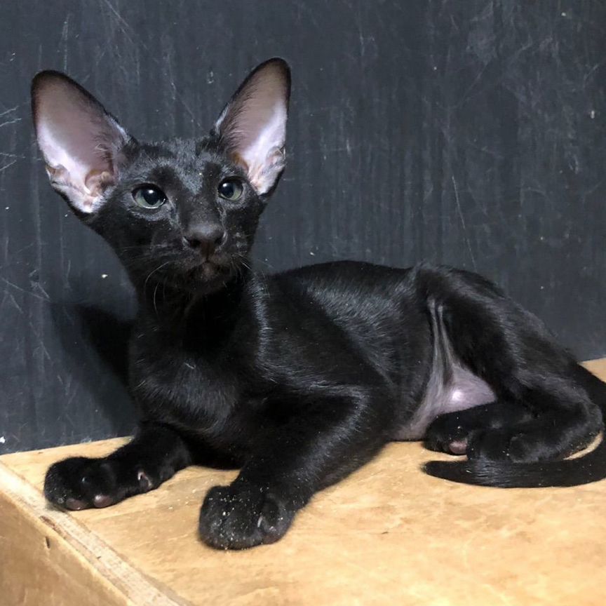 Ориентальный котёнок