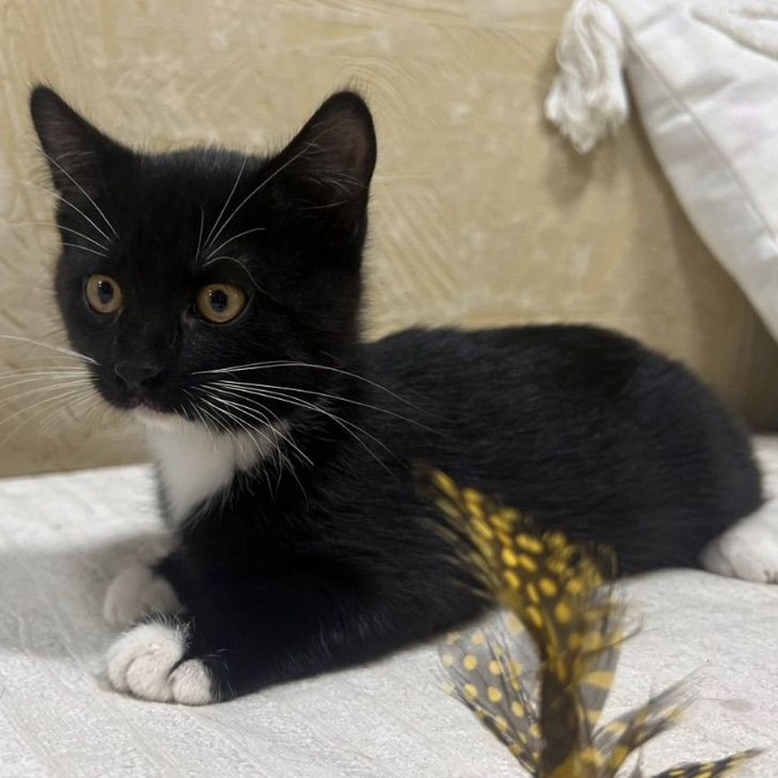 Котёнок в добрые руки