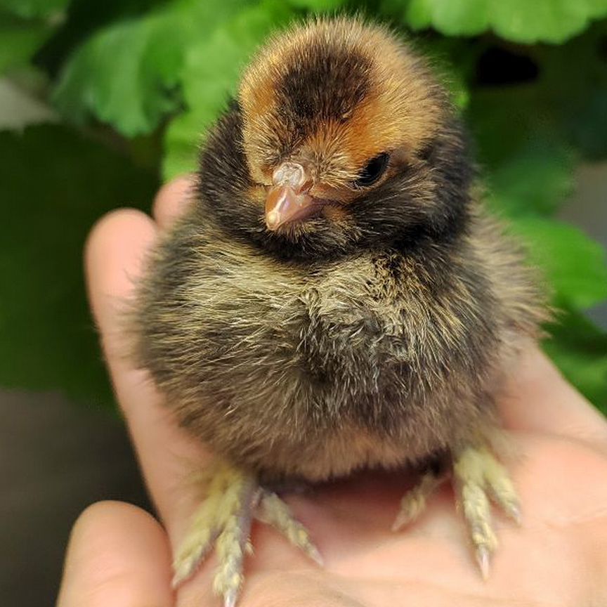 Цыплята Павловское золото