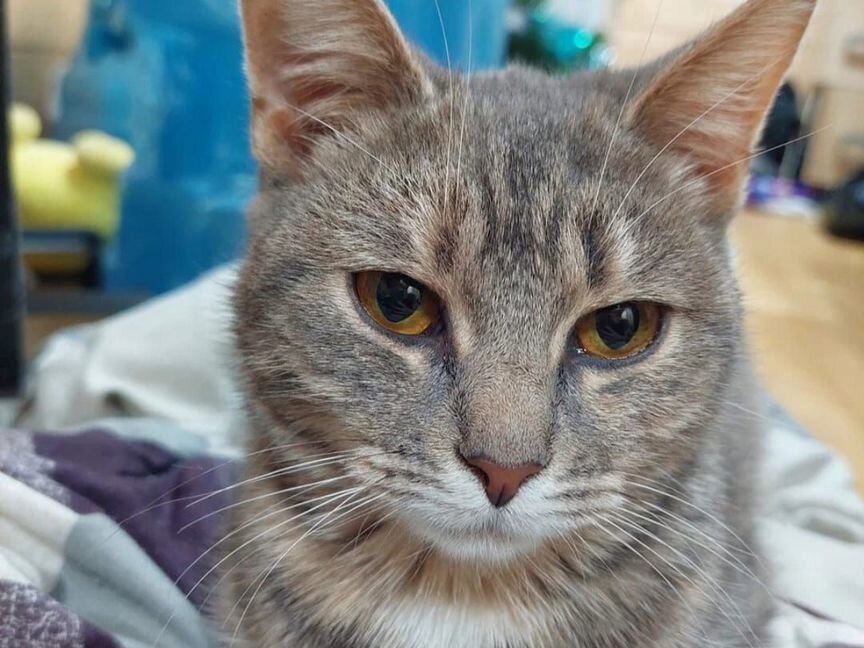 Кошечка Луна