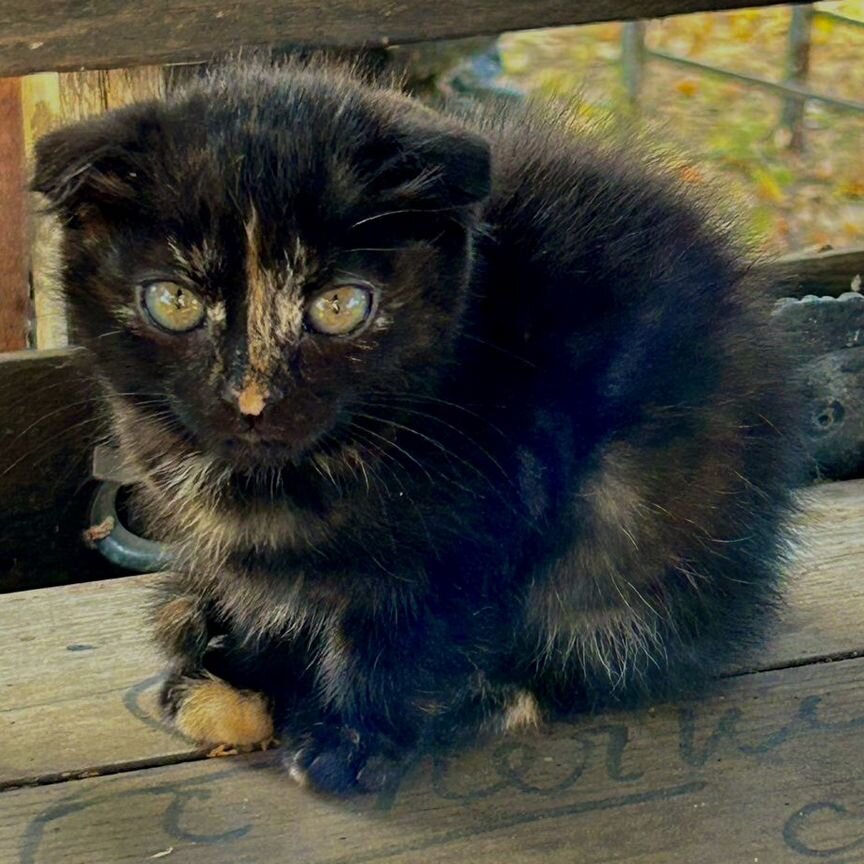 Вислоухая кошечка