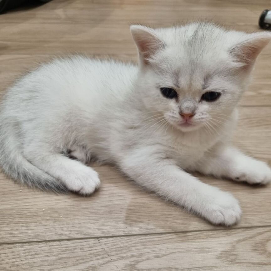 Британские котята