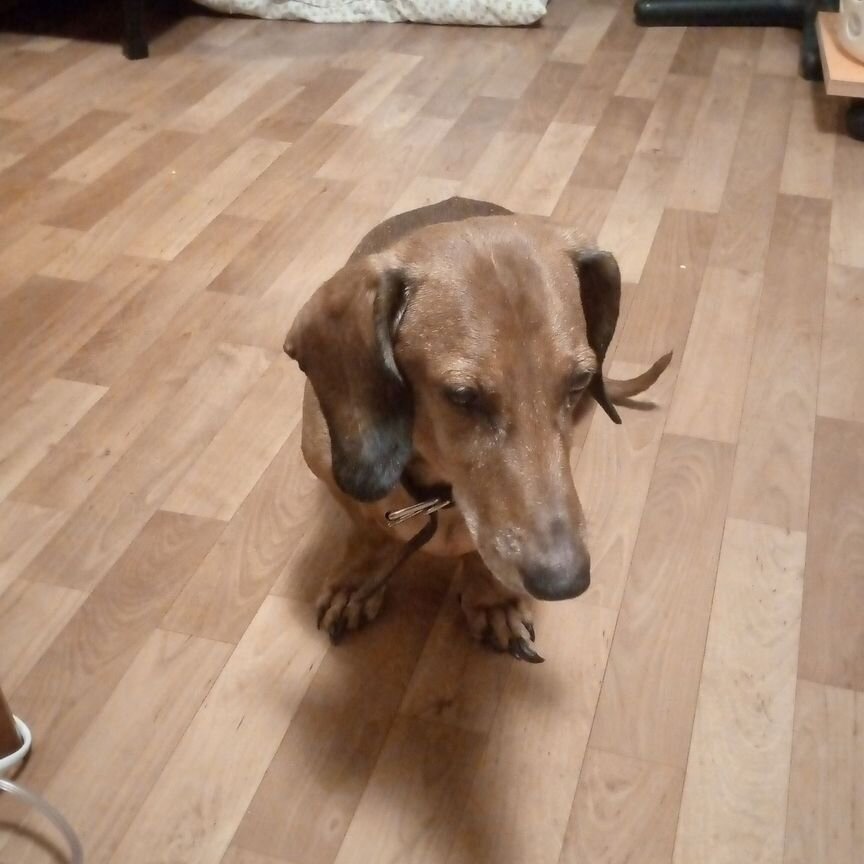 Отдам бесплатно взрослая такса