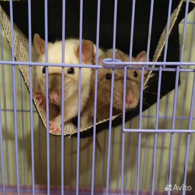Декоративные крыски вместе с клеткой