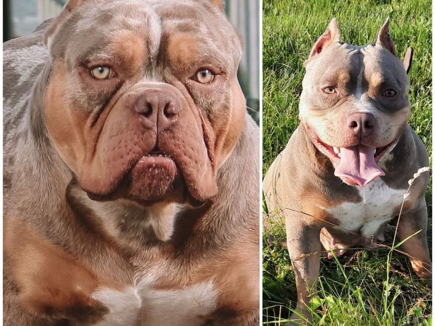 Американский булли щенки