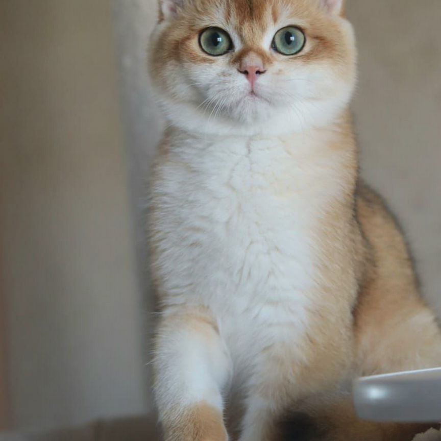 Британская золотая шиншилла ny 12