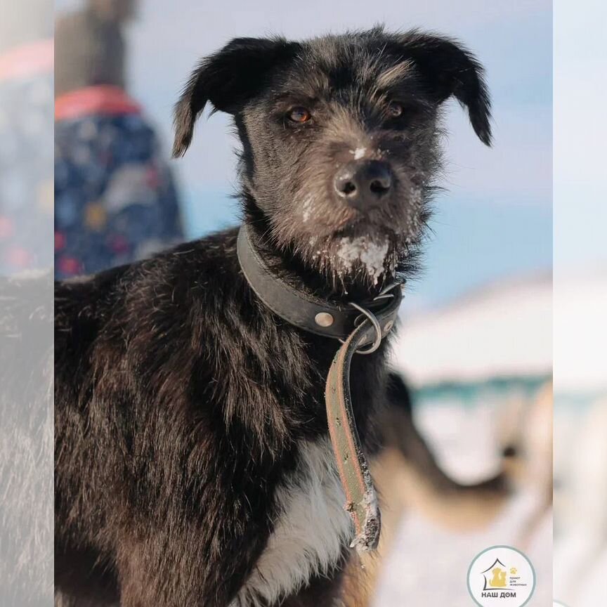 Взрослый пёс в добрые руки