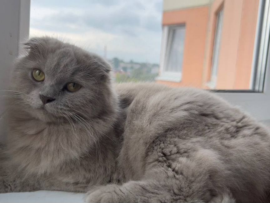 Шотландский вислоухий кот