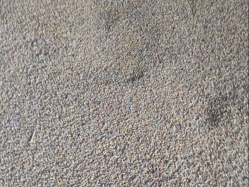 Семечко, Кормовая кукуруза на корм/посев