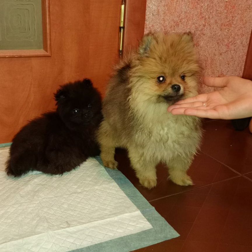 Щенки шпица