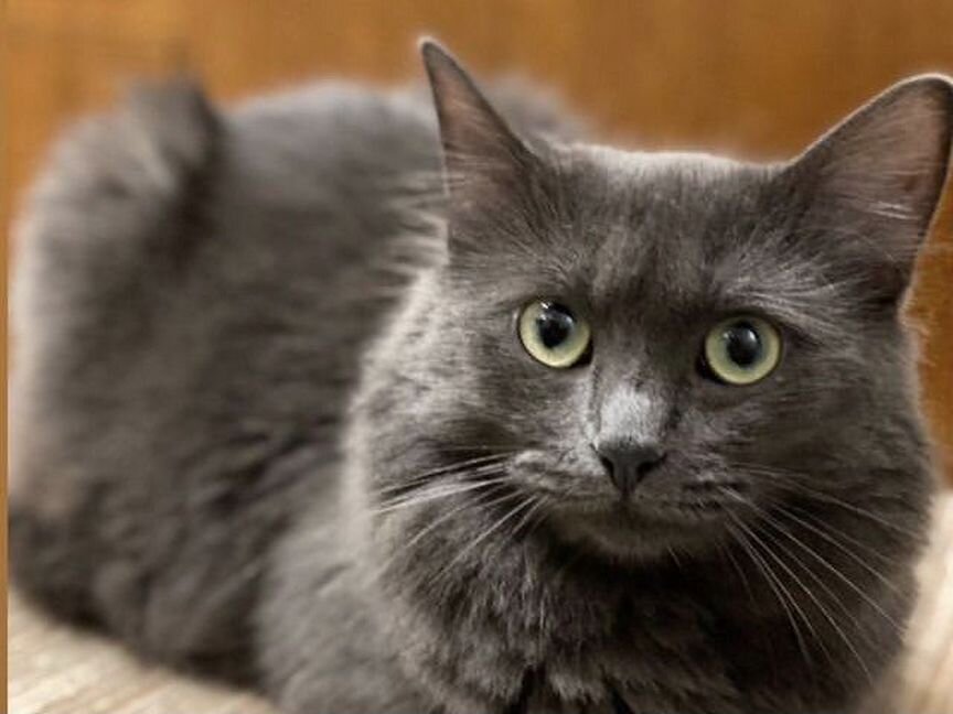 Уже не надеется