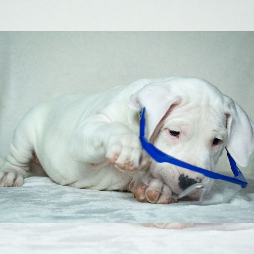 Щенки аргентинского дога