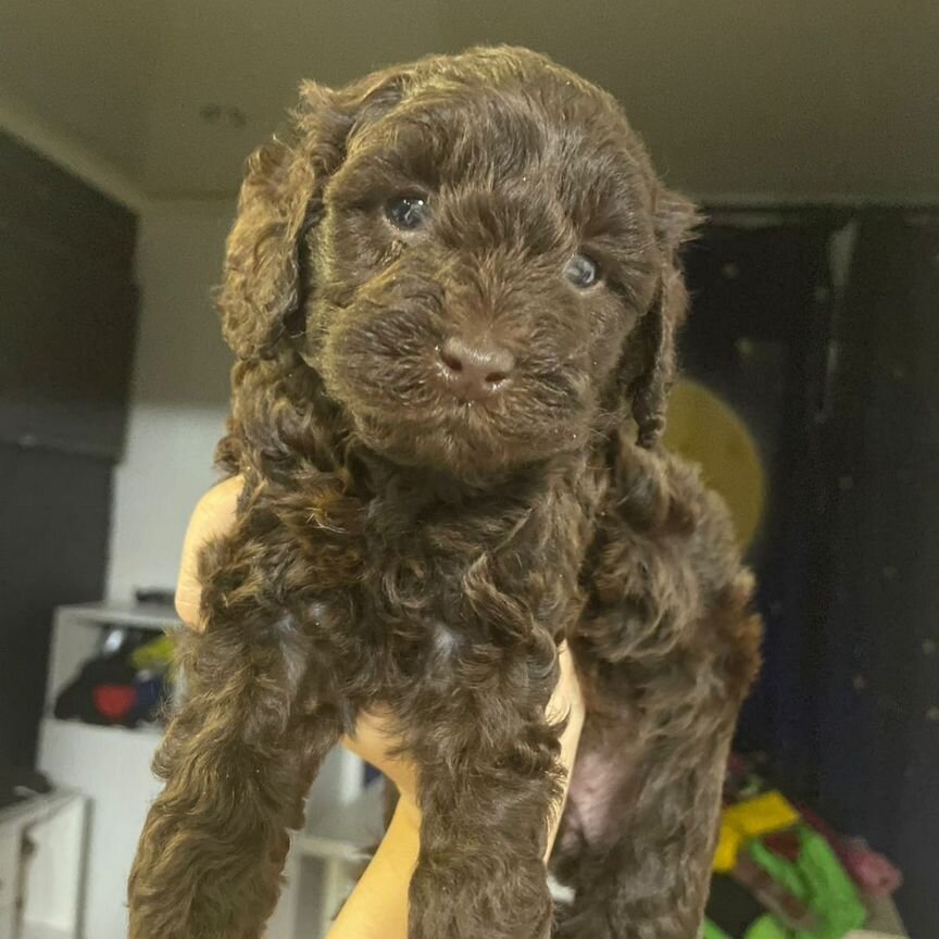 Той-пудель шоколад