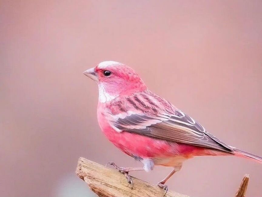 Певчие птицы. Сибирская чечевица