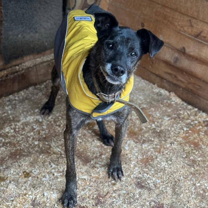 Буча, собака из приюта в добрые руки