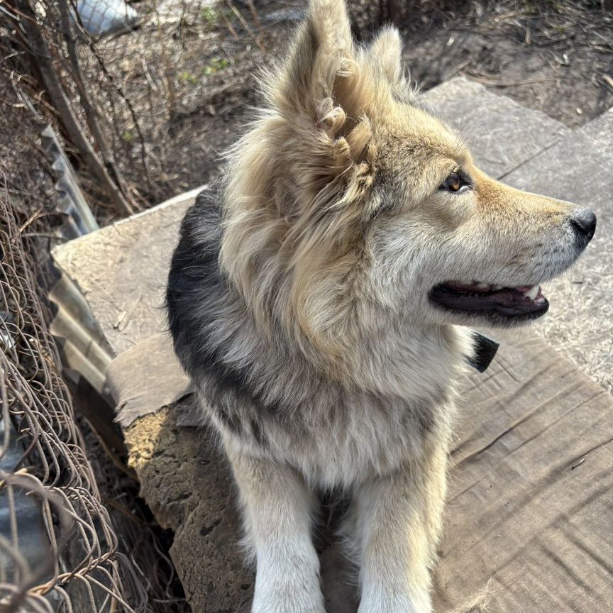 Собака в добрые руки