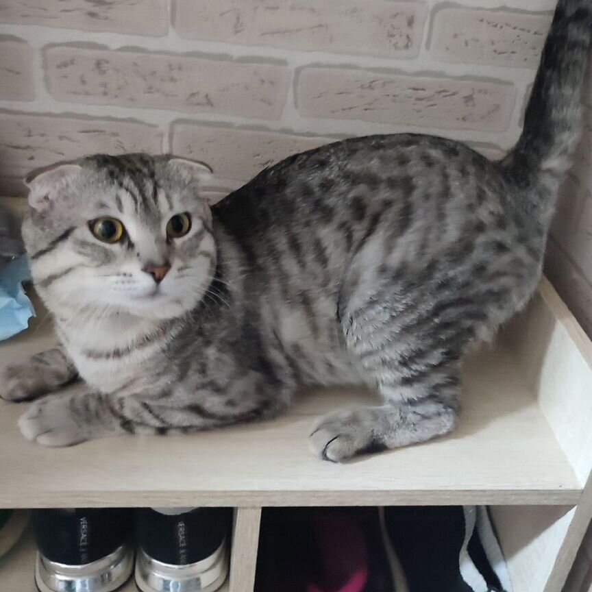 Кот для вязки