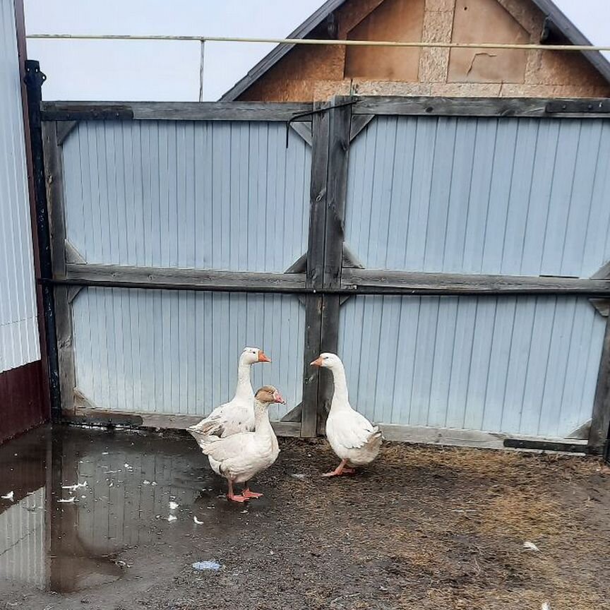 Продам семью гусей