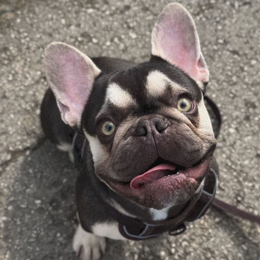 Французский бульдог, вязка