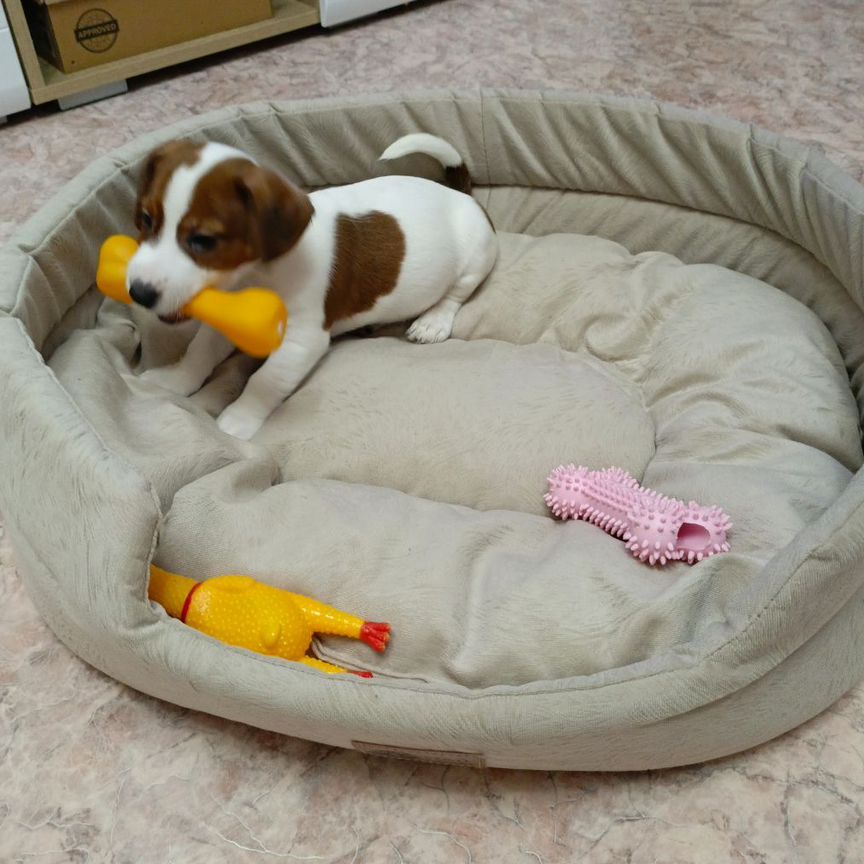 Джек-рассел-терьер, щенок