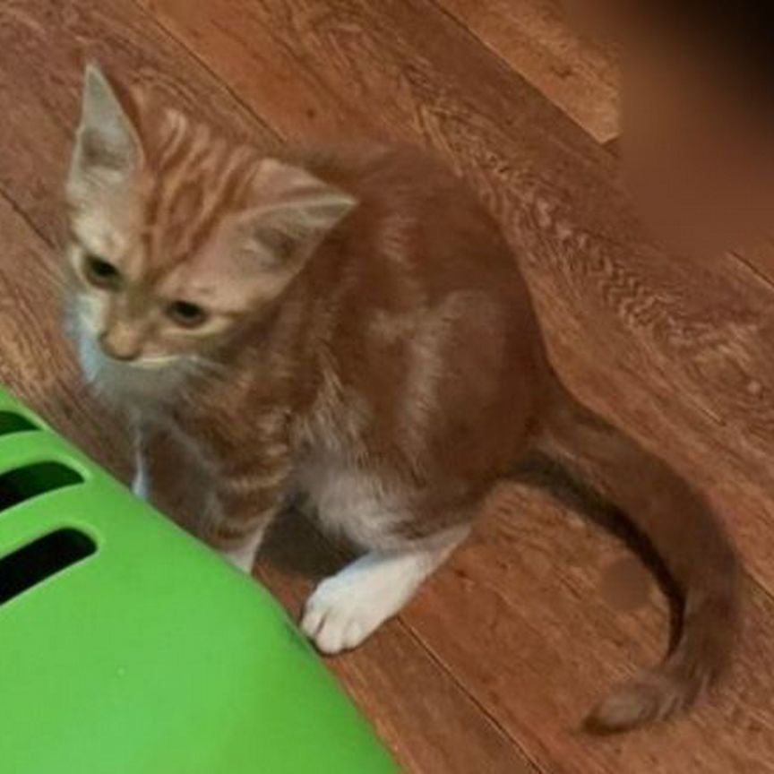 Котёнок девочка в добрые руки