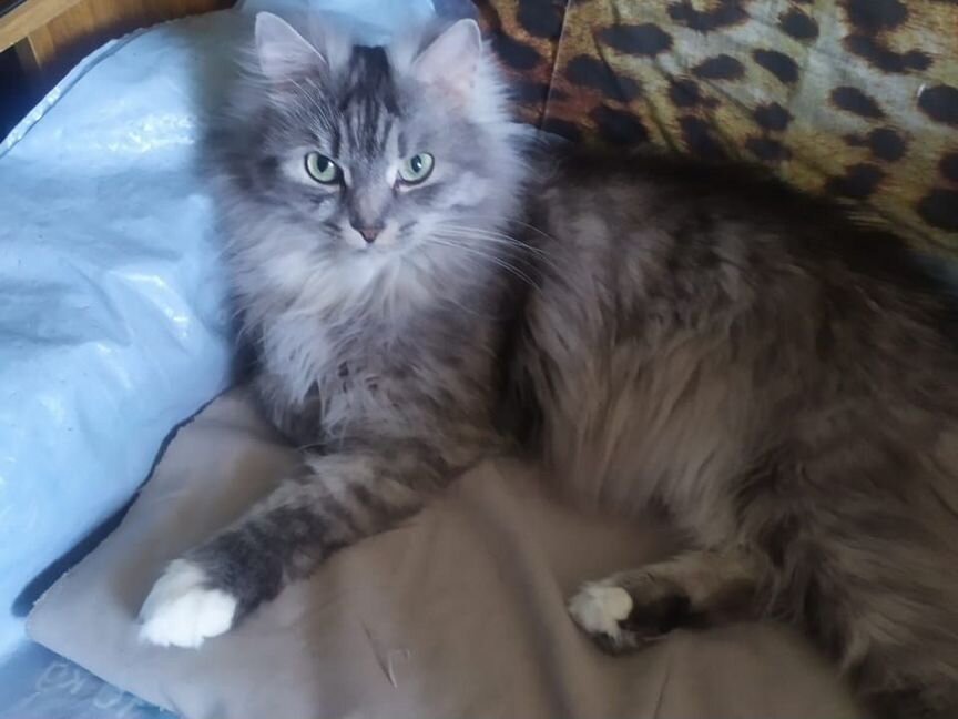 Кот