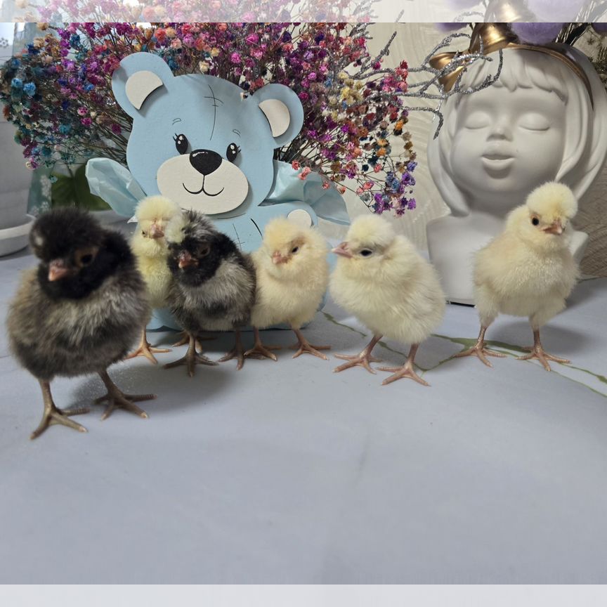 Цыпленок падуанов