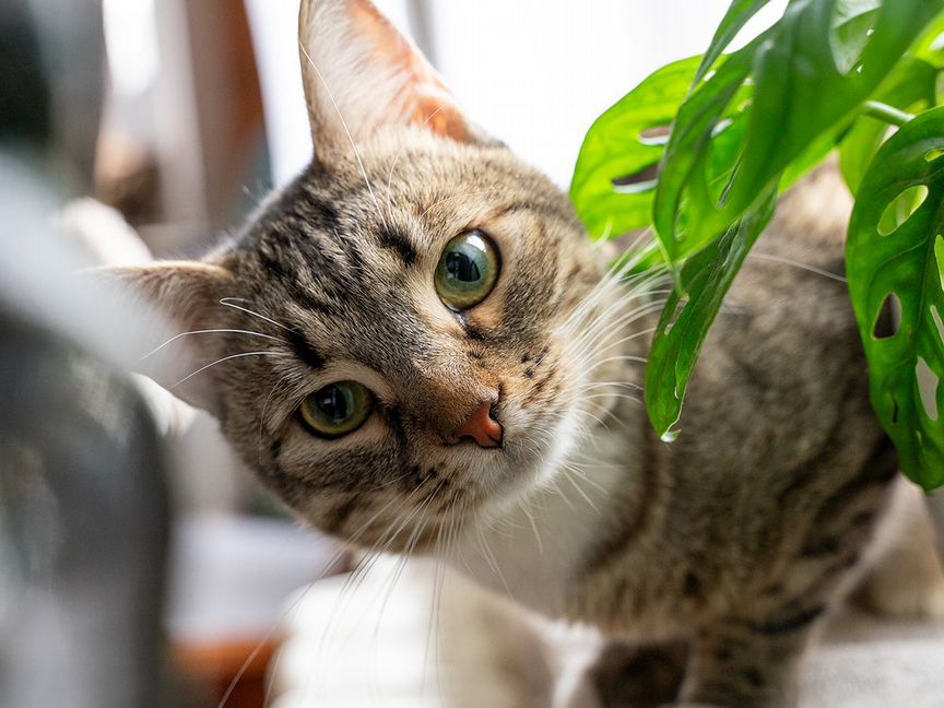 Котик в добрые руки