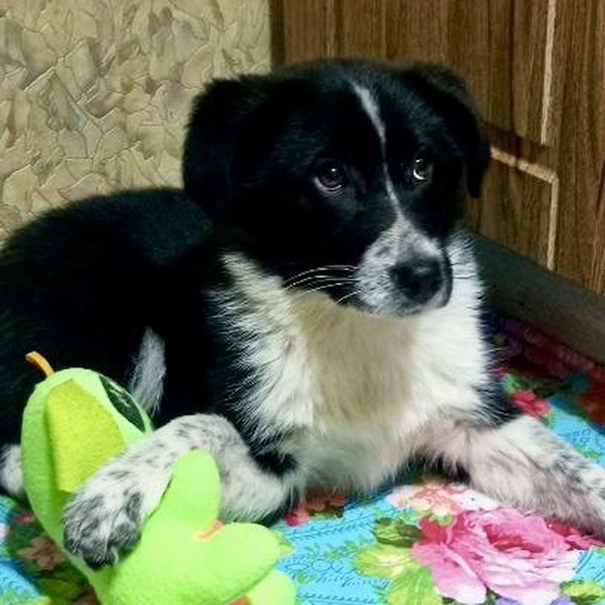 Жила в норе на промзоне, ищет дом