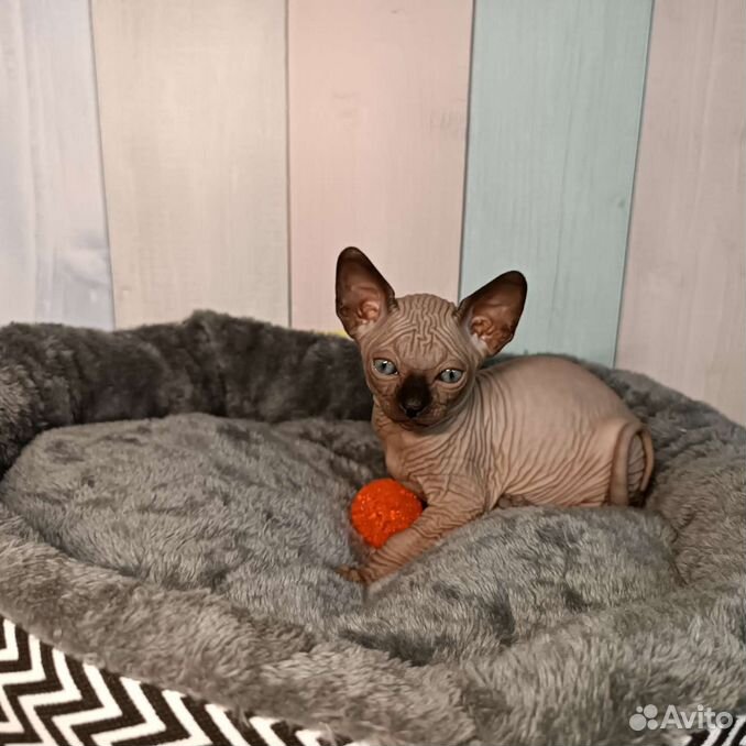 Мальчишка Канадский сфинкс