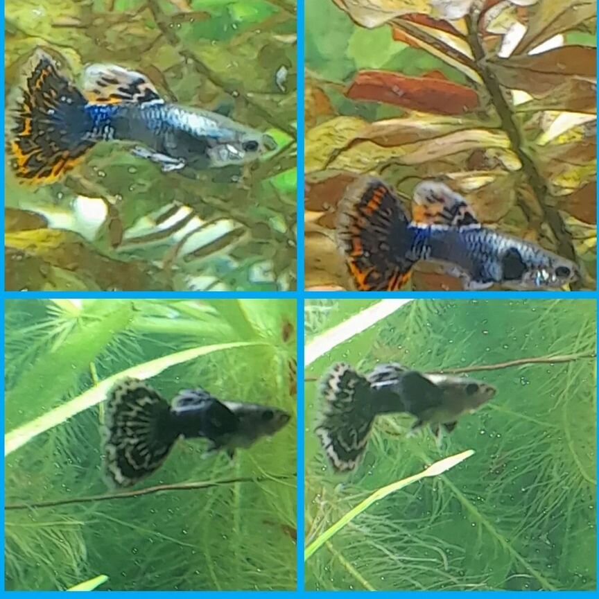 Аквариумные рыбки