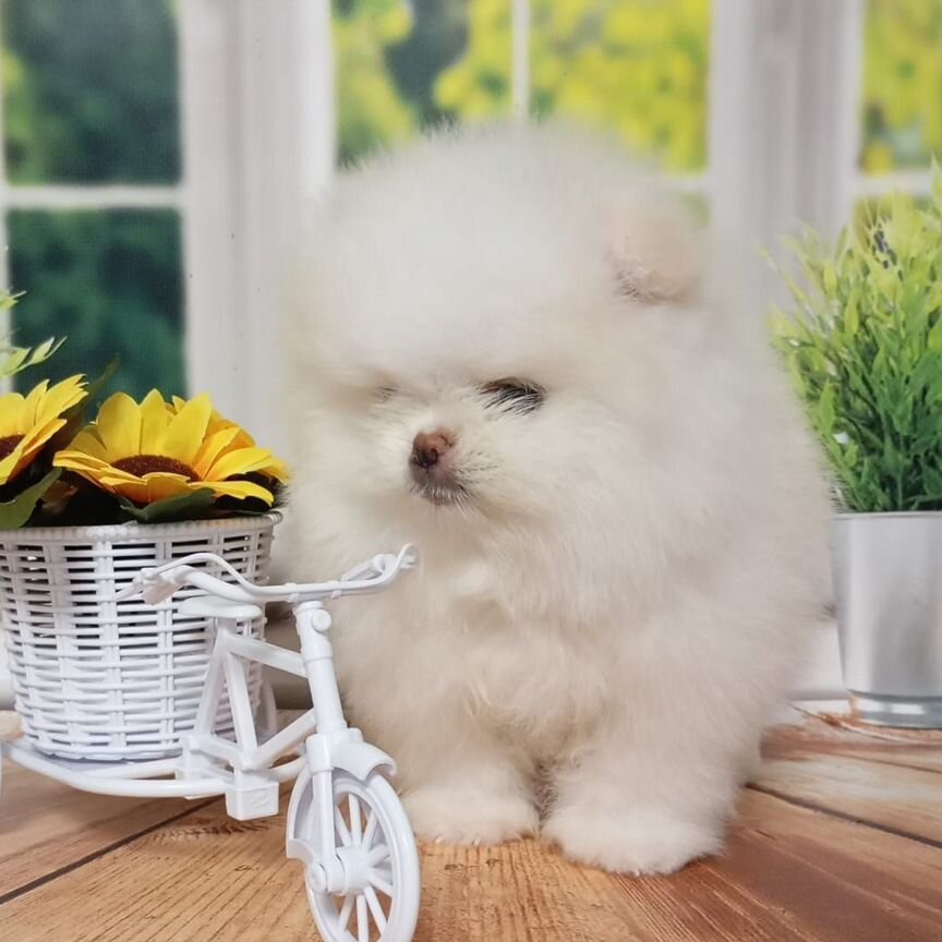 Померанский шпиц, щенок