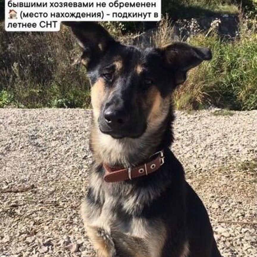 Щенок