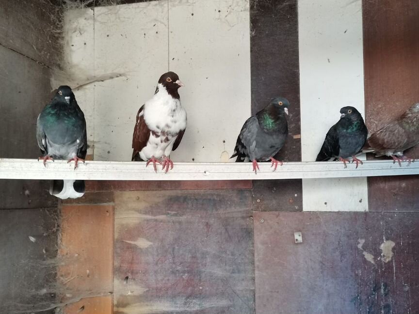 Николаевские голуби