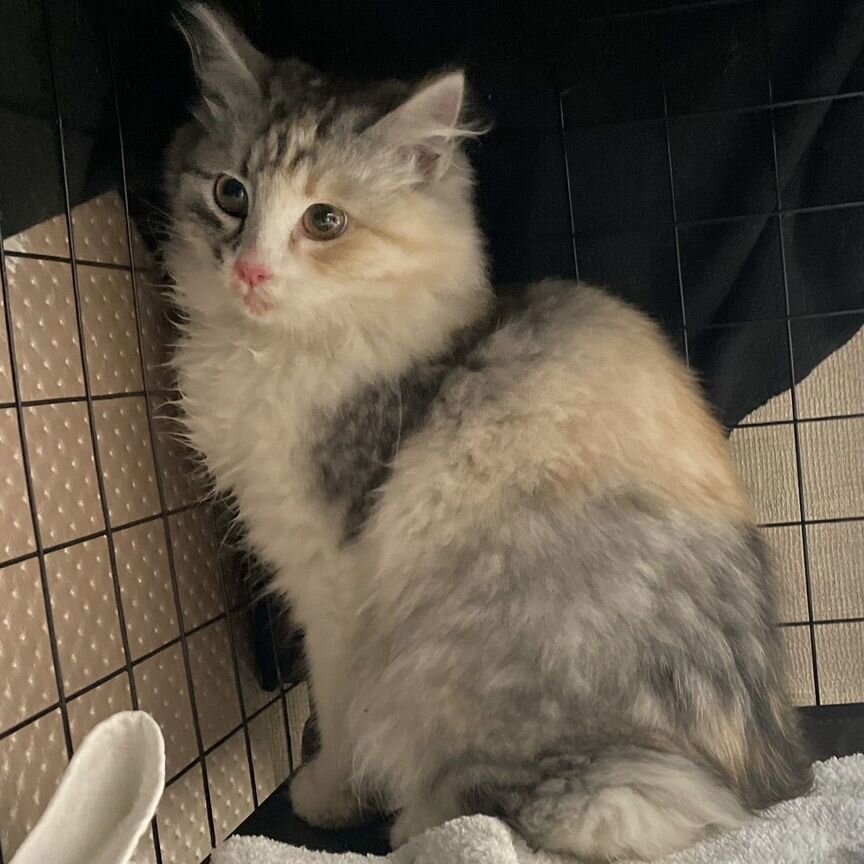 Котёнок в добрые руки