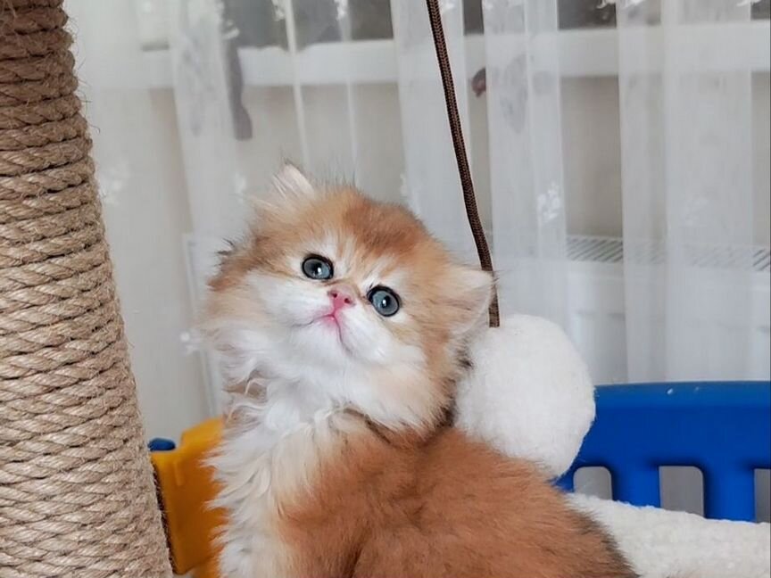 Котята золотая шиншилла