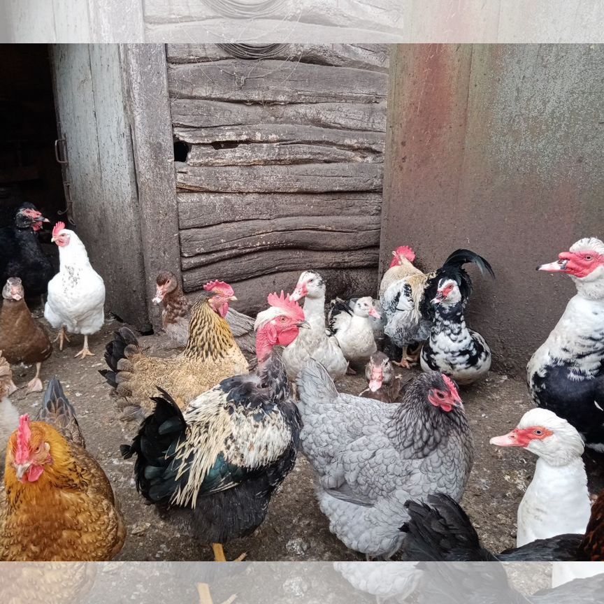 Индоутки, кур