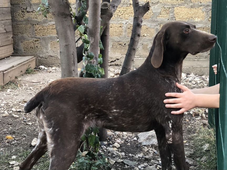 Курцхаар в добрые руки