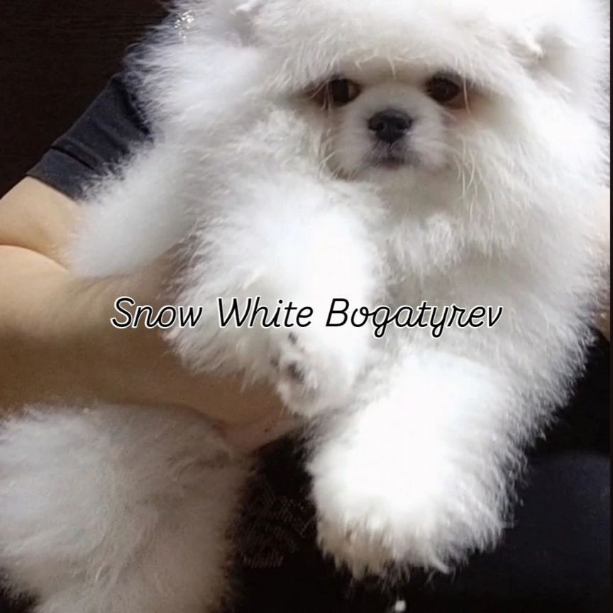 Белоснежный шпиц мальчик Пако