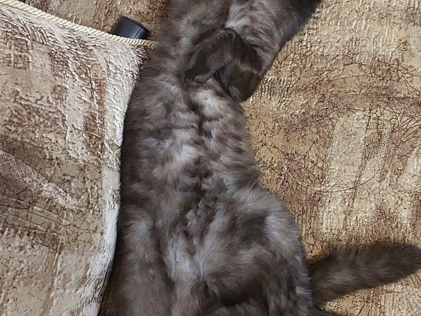 Котята помесь