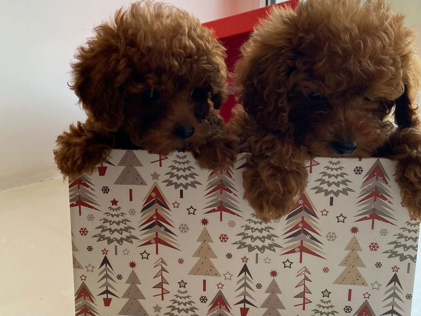 Собаки щенки той-пудель мини импорт Китай