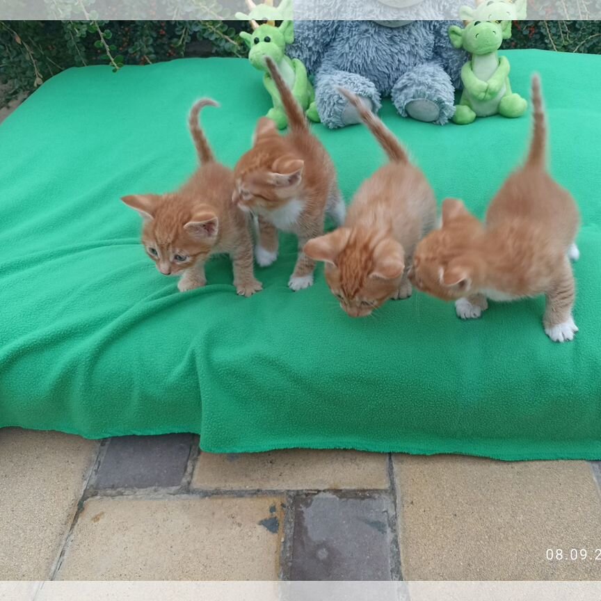 Отдам бесплатно в хорошие руки