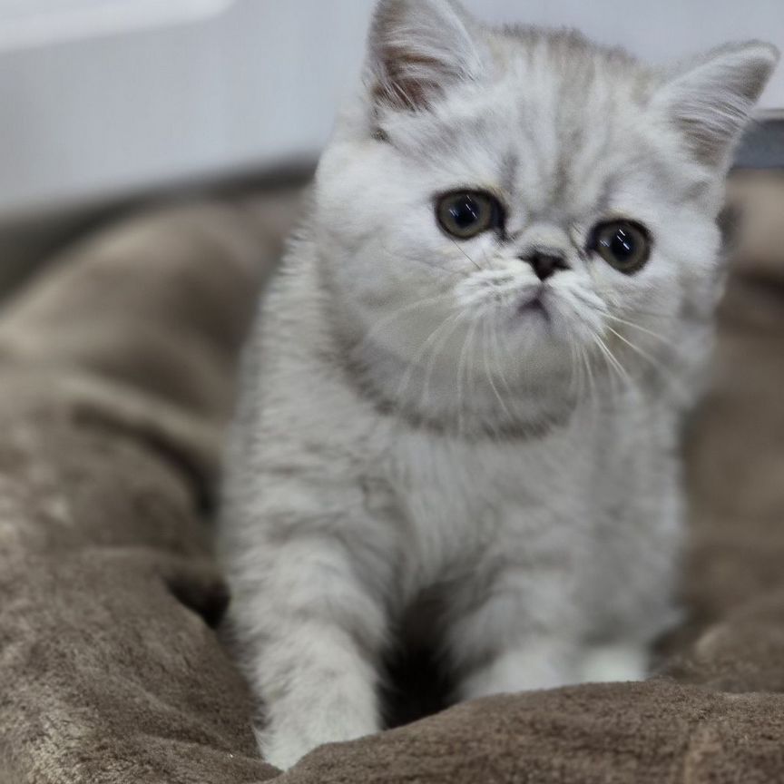 Экзотический короткошёрстный котёнок