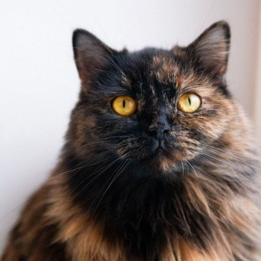 Яшма в добрые руки