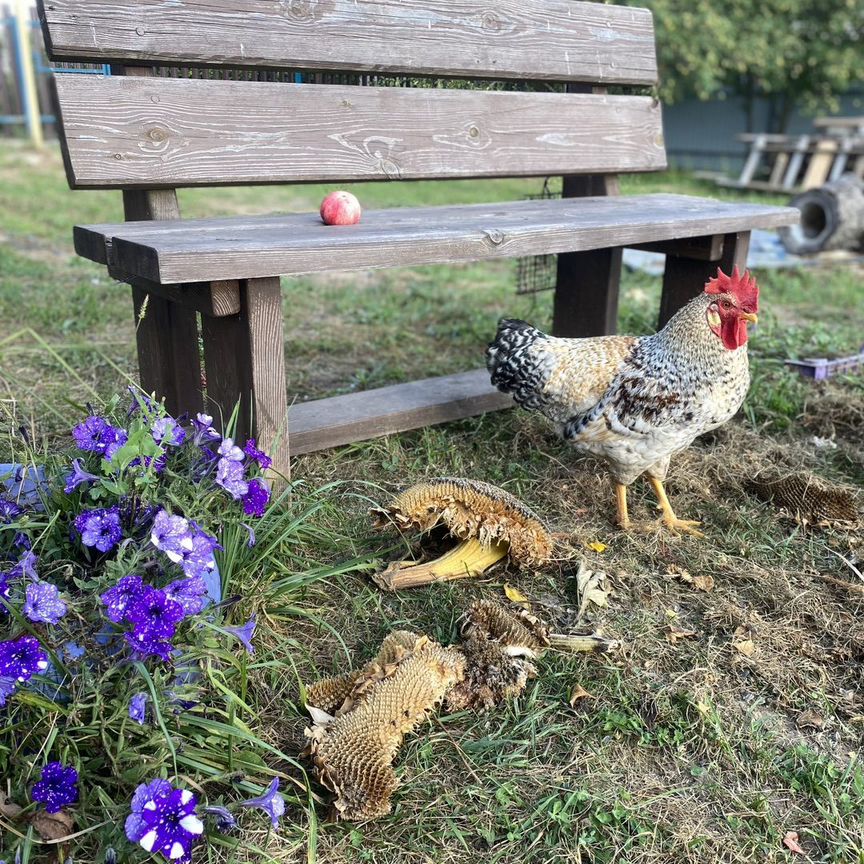 Петух Мужчина в полном расцвете сил