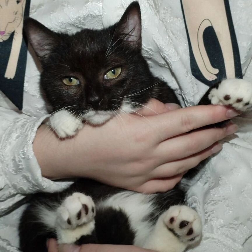 Ласковый котенок
