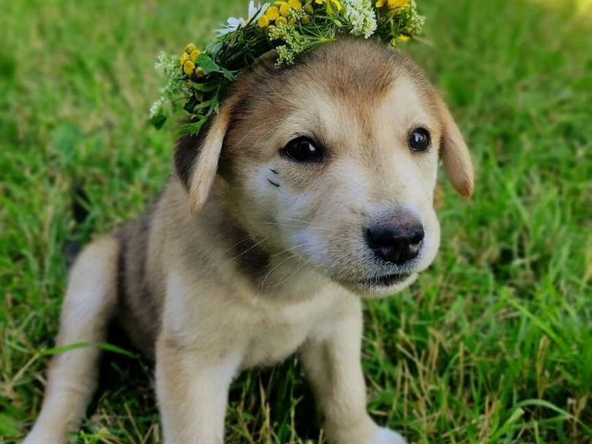 Щенки ищут дом