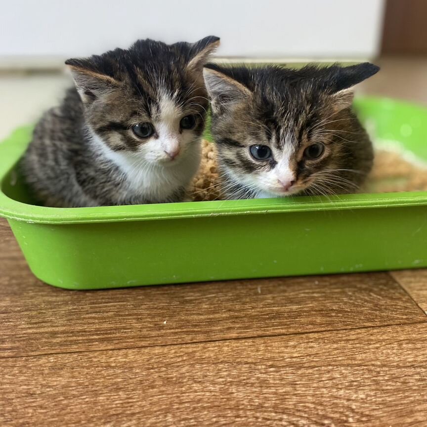 Котята в добрые руки бесплатно