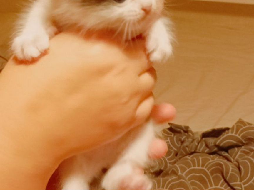 Кошка